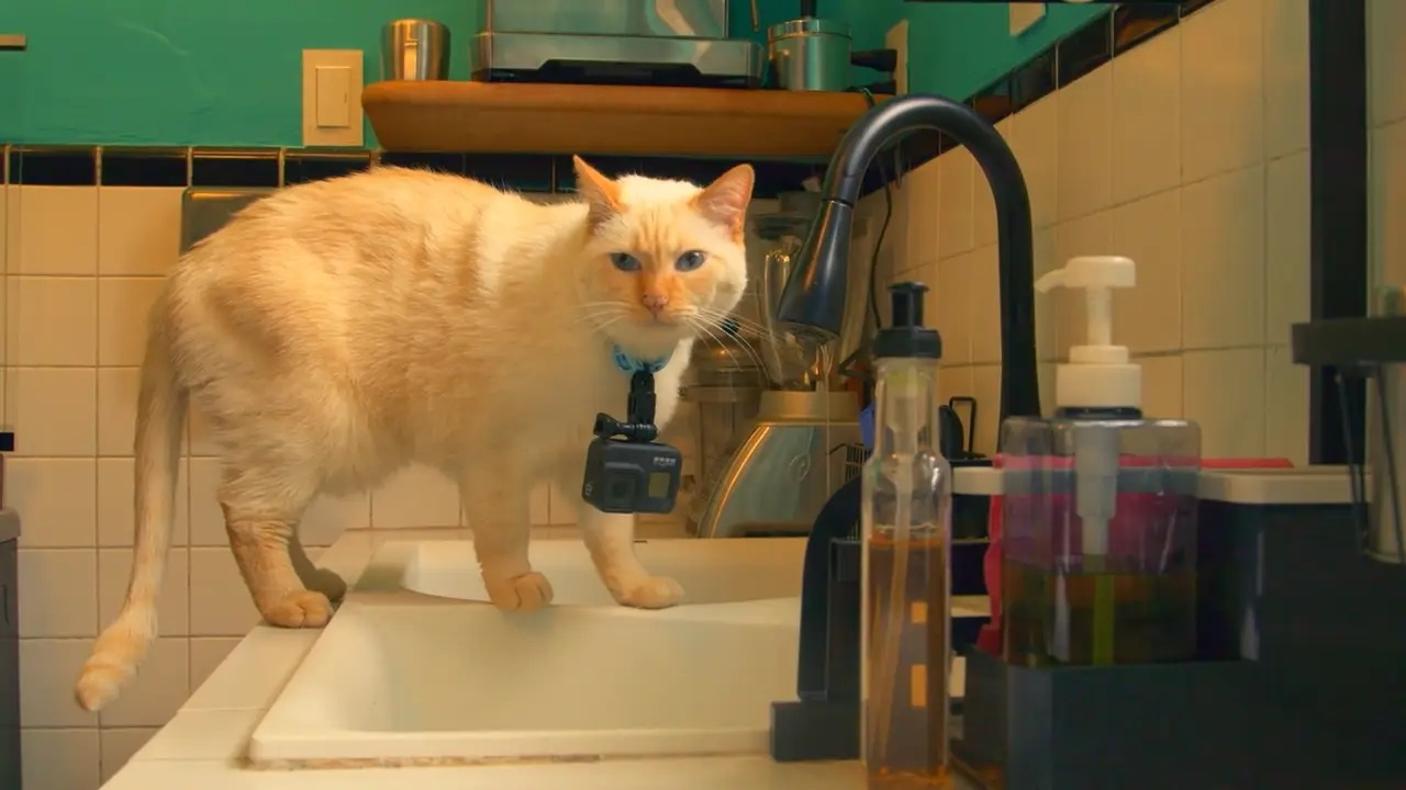 King Gaspar - Gravedad Cero Films