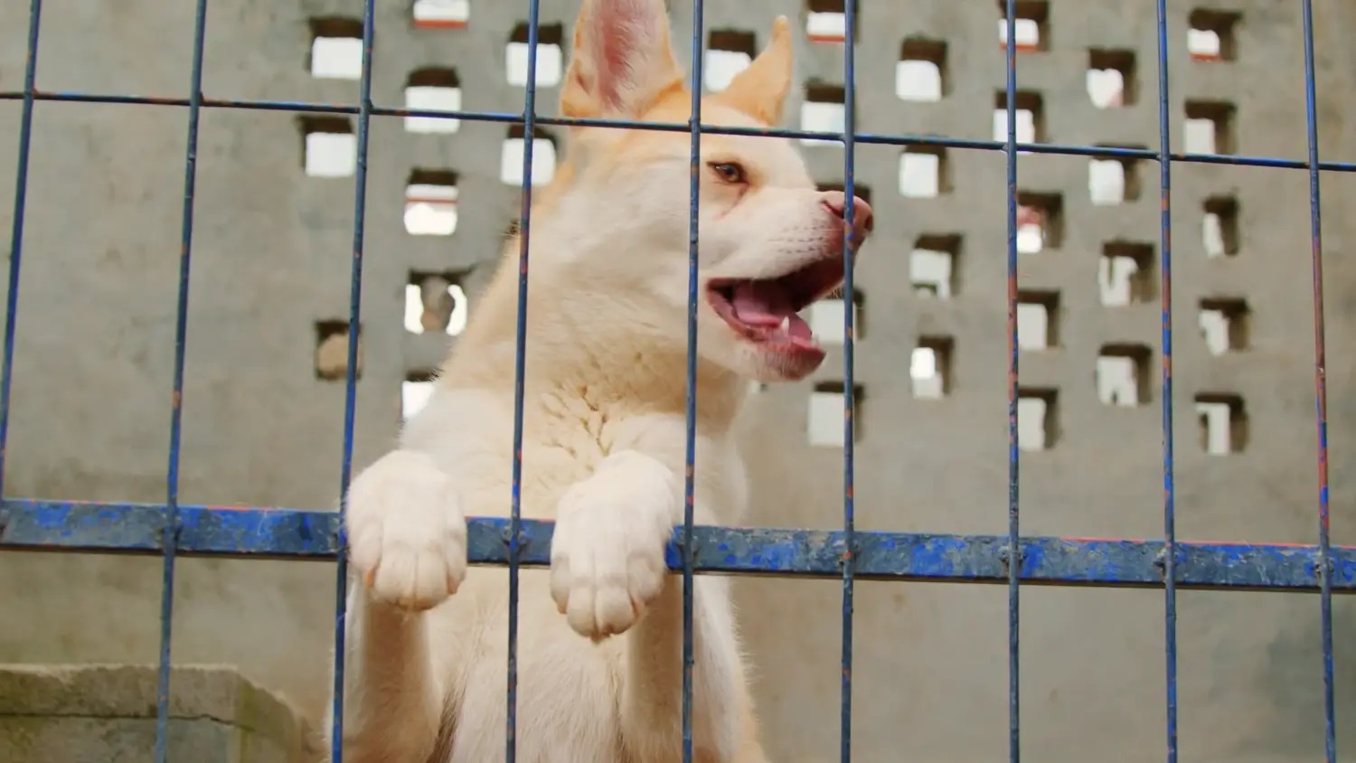 Toby herd - Gravedad Cero Films