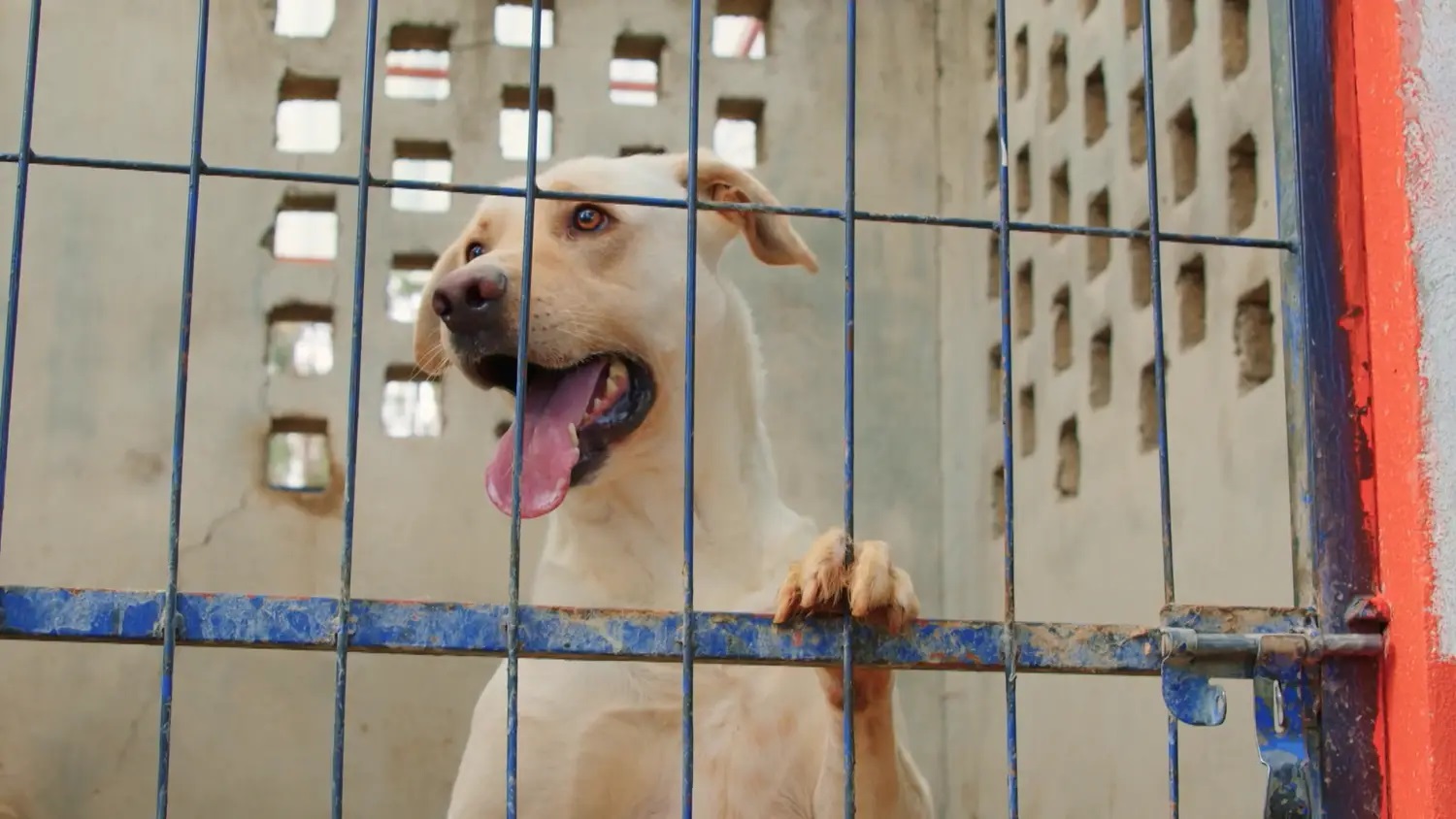 Toby herd - Gravedad Cero Films