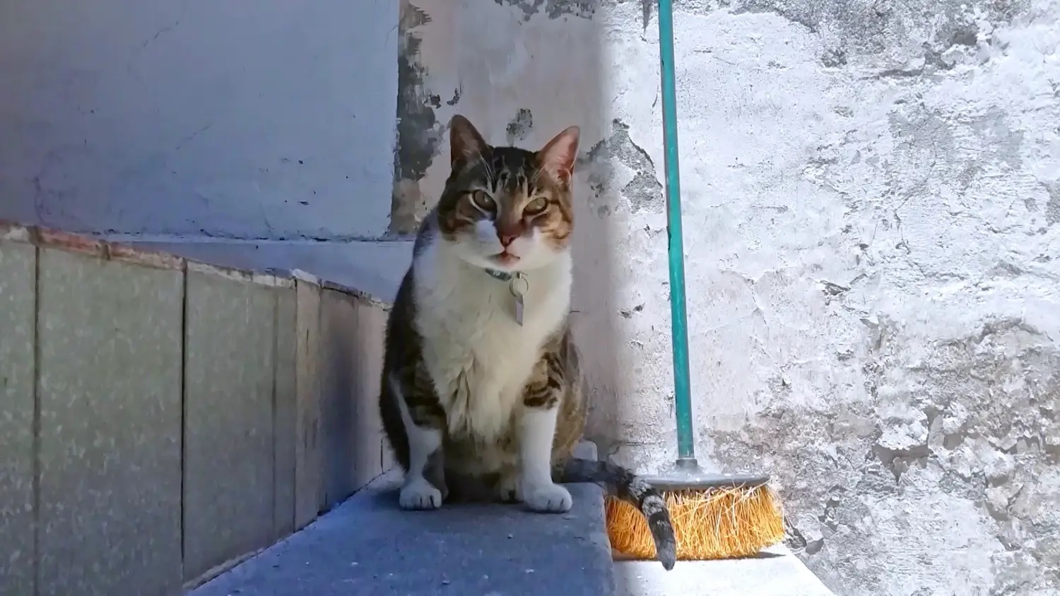 Yo, el gato - Gravedad Cero Films